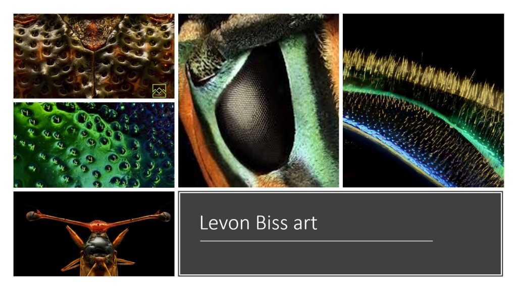 Photography - Levon Biss - Learning Thursdays