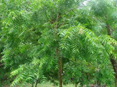 Learning about Neem and its benefits - Learning Thursdays